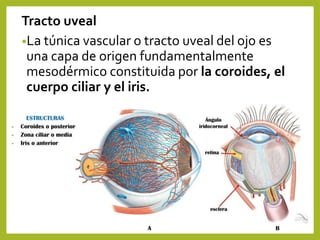 1.- ANATOMIA DEL GLOBO OCULAR.pptx