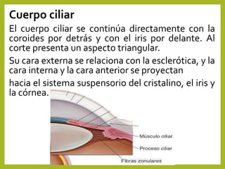 1.- ANATOMIA DEL GLOBO OCULAR.pptx