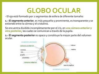 1.- ANATOMIA DEL GLOBO OCULAR.pptx