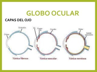 1.- ANATOMIA DEL GLOBO OCULAR.pptx
