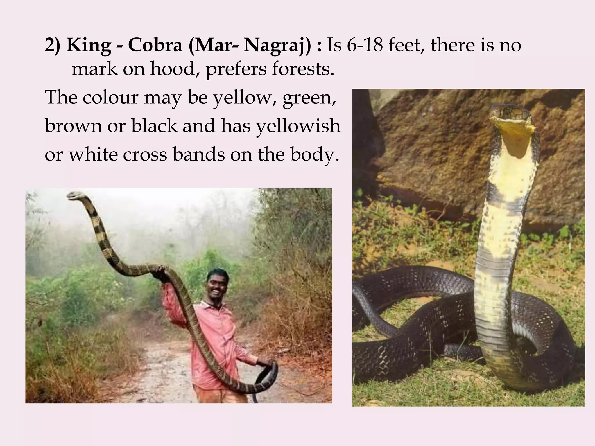 Common Indian Venomous Snakes .pptx