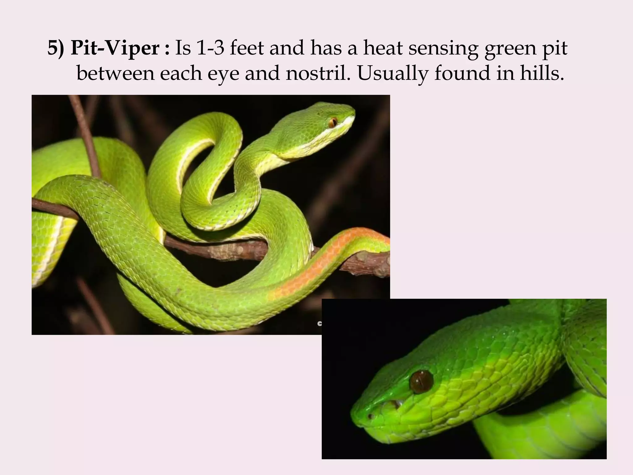 Common Indian Venomous Snakes .pptx