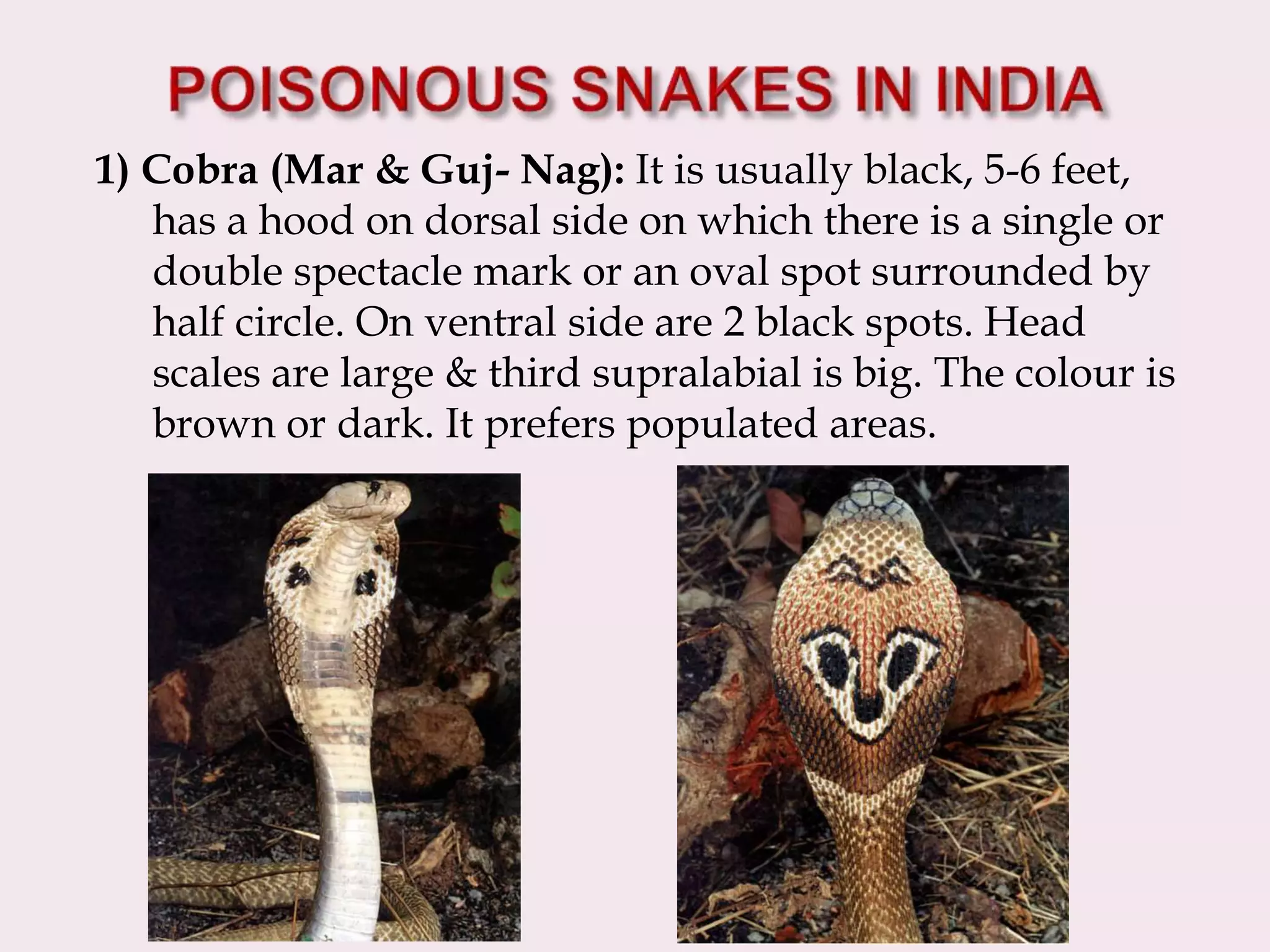 Common Indian Venomous Snakes .pptx