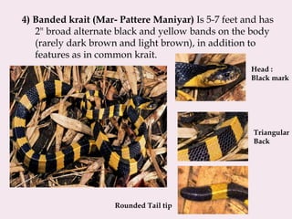 Common Indian Venomous Snakes .pptx