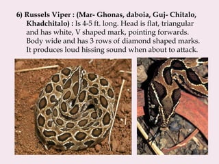 Common Indian Venomous Snakes .pptx