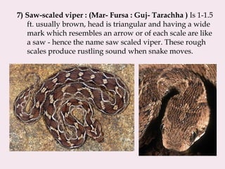Common Indian Venomous Snakes .pptx
