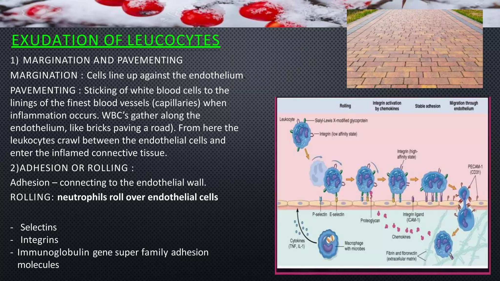 1.2 Inflammation & wound healing.pptx