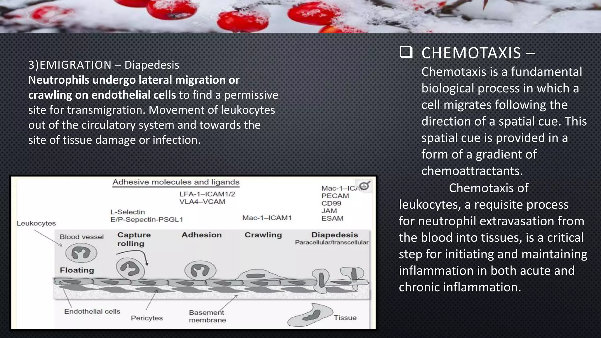 1.2 Inflammation & wound healing.pptx