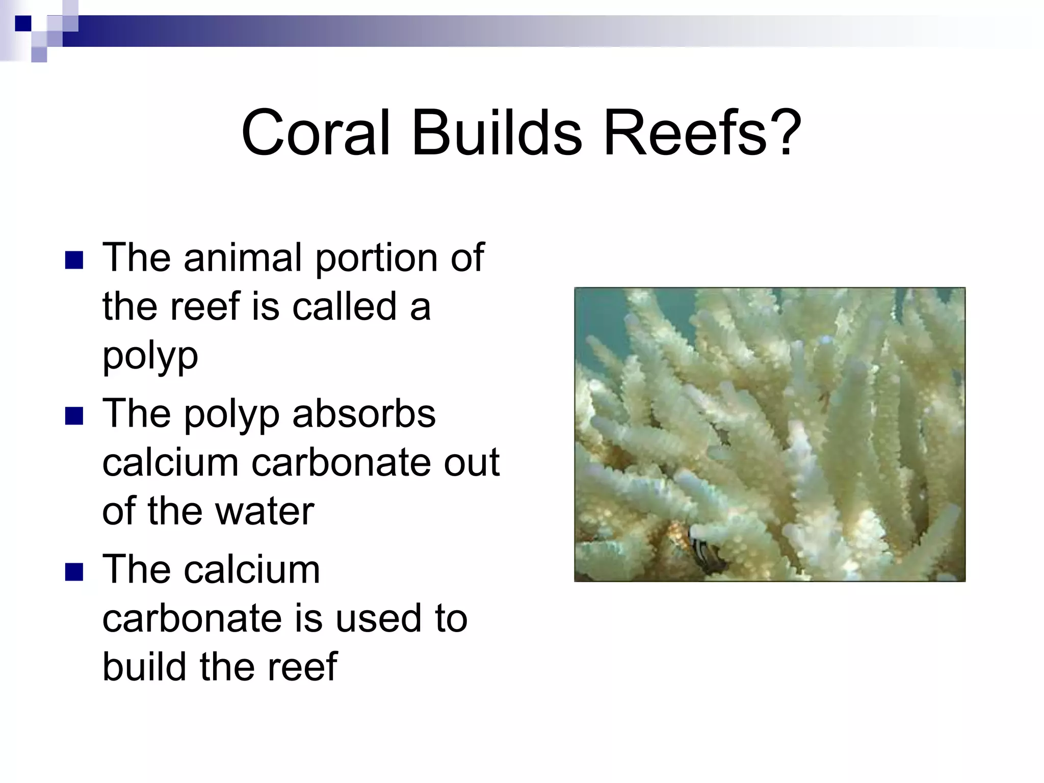 1. Introduction to coral reefs.ppt