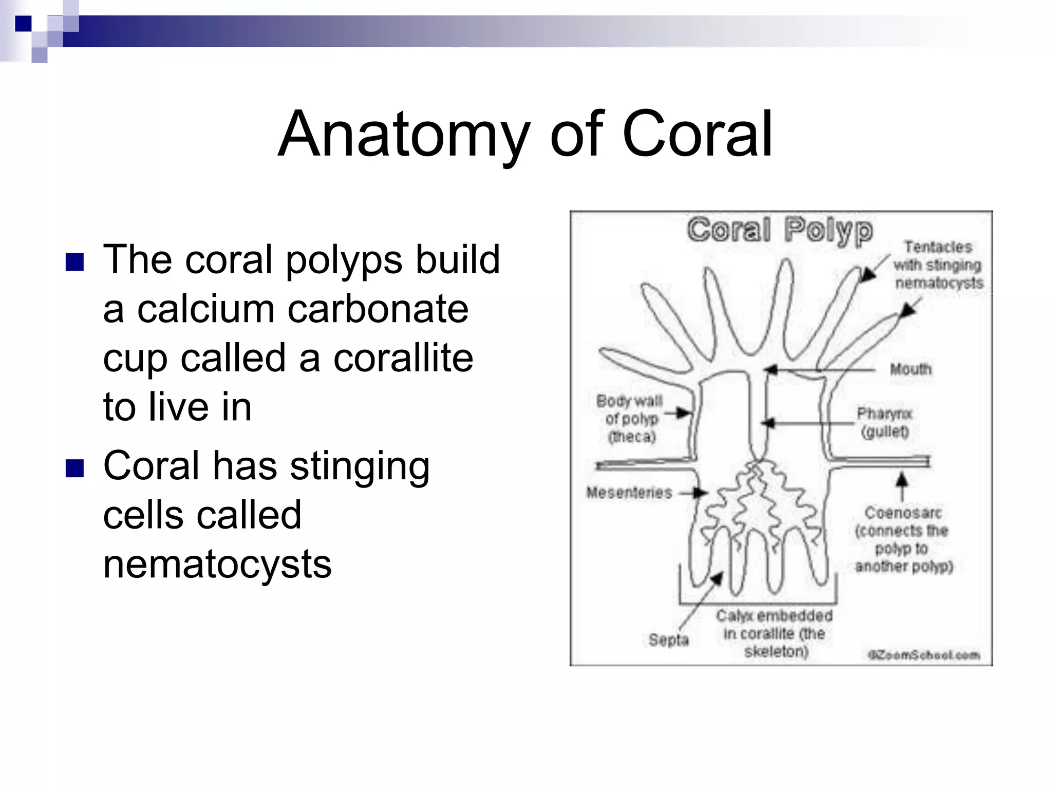 1. Introduction to coral reefs.ppt