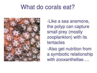 1. Introduction to coral reefs.ppt