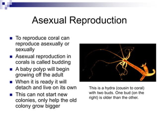 1. Introduction to coral reefs.ppt