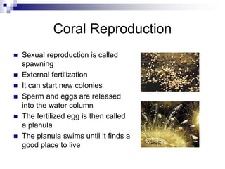 1. Introduction to coral reefs.ppt