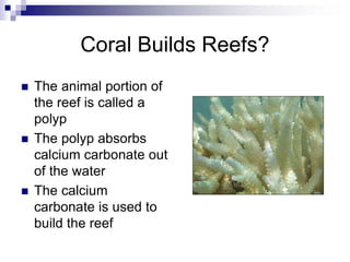 1. Introduction to coral reefs.ppt