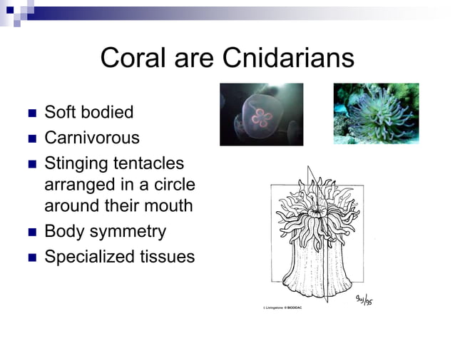 1. Introduction to coral reefs.ppt