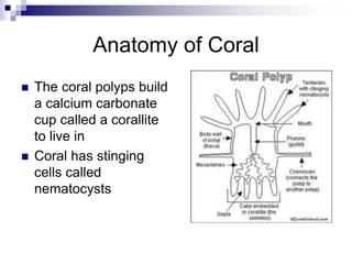 1. Introduction to coral reefs.ppt