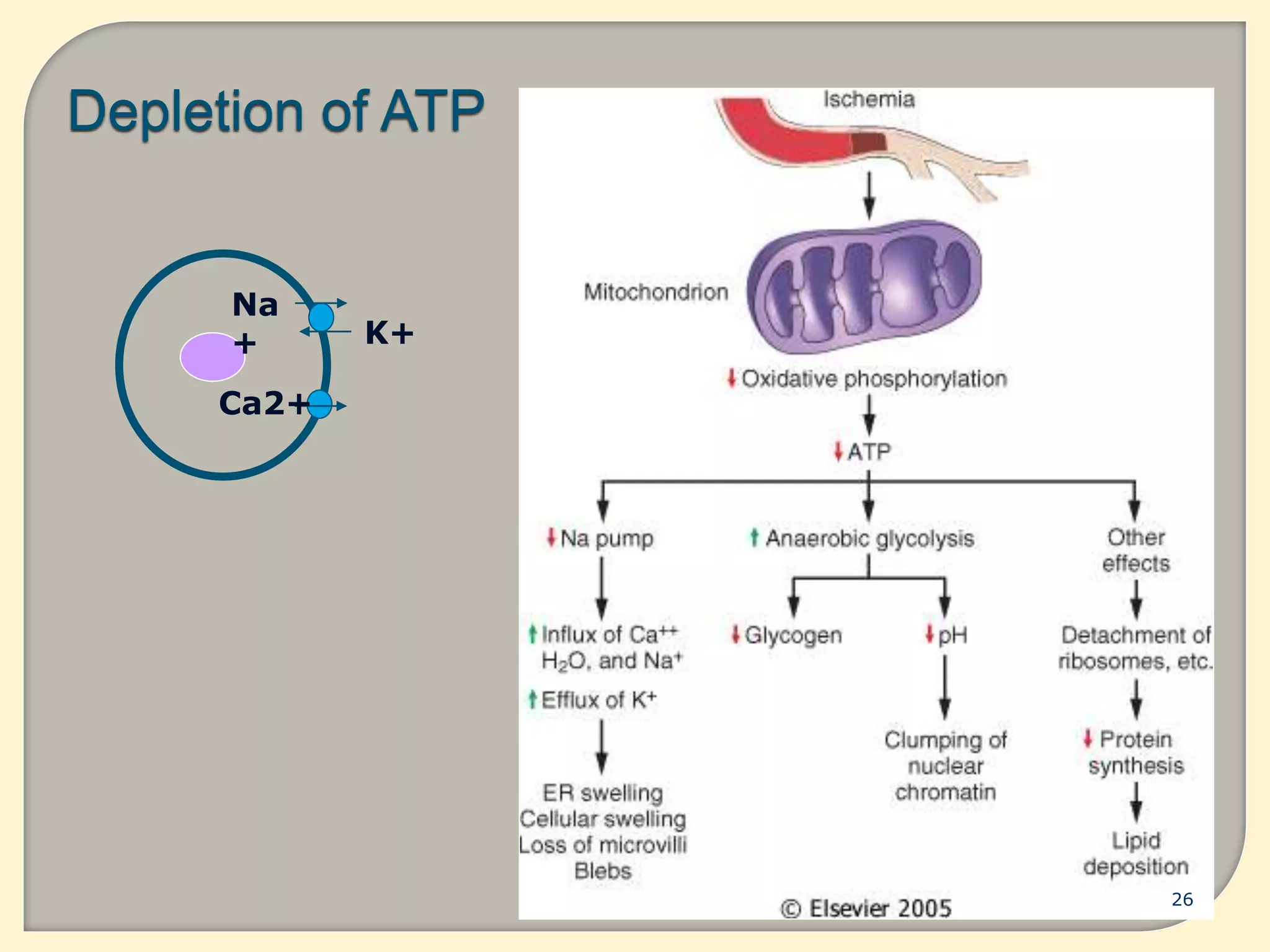 1.Cell Injury and adaptation.pptx