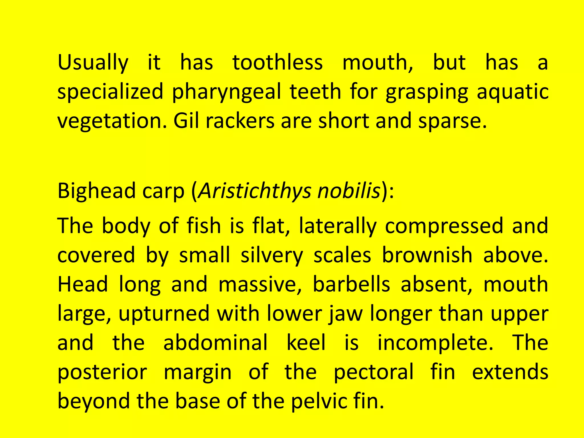 Study of Fish Morphology | PPTX