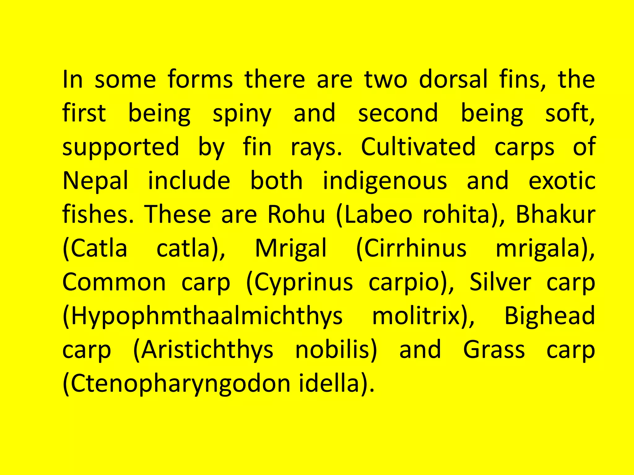 Study of Fish Morphology | PPTX