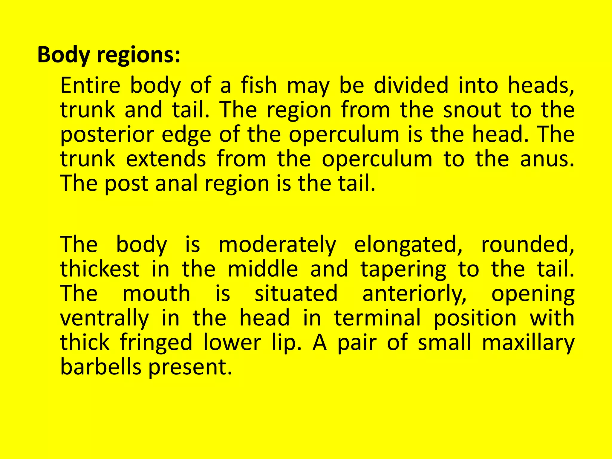 Study of Fish Morphology | PPTX