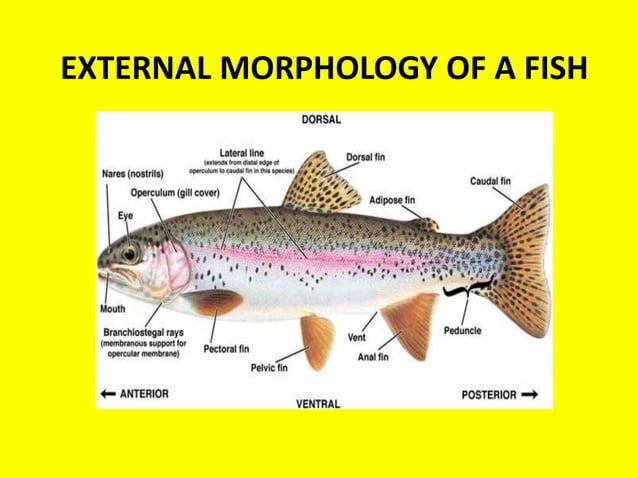 Study of Fish Morphology | PPTX