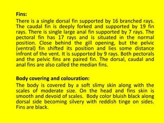 Study of Fish Morphology | PPTX
