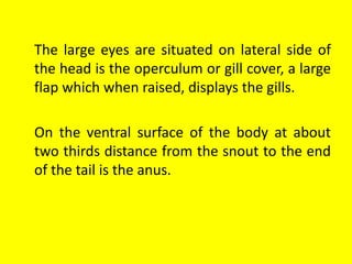 Study of Fish Morphology | PPTX