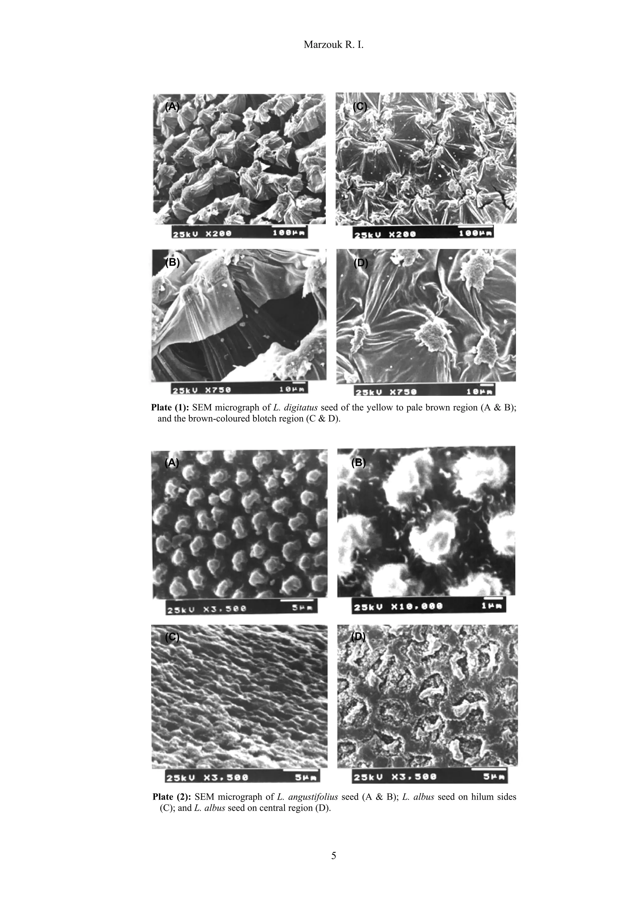 Taxonomic Consequences of Seed Morphology and Anatomy in Three Lupinus ...