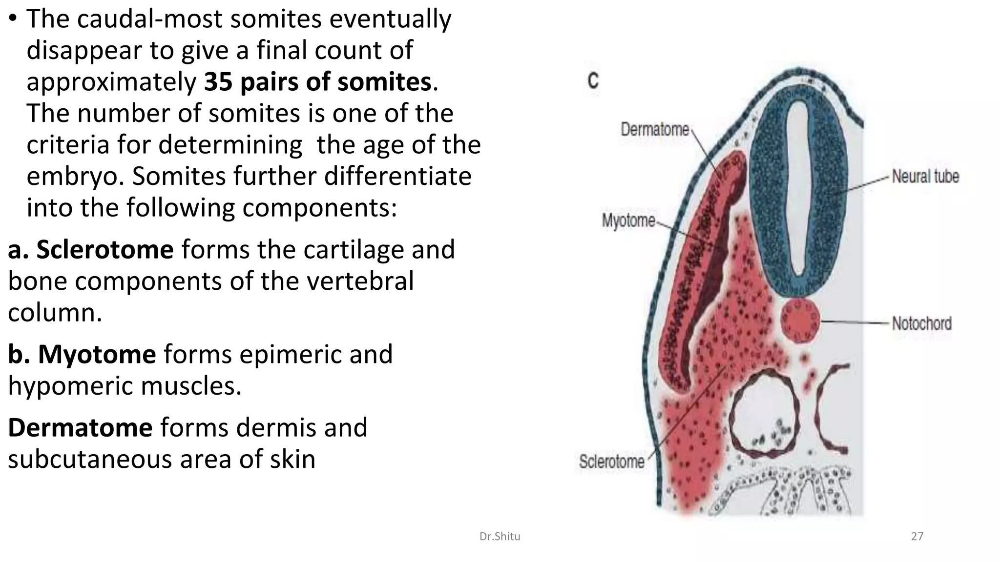 1.. DR.Shitu OOGENESISI-SPERM-EMBRY(1).pptx