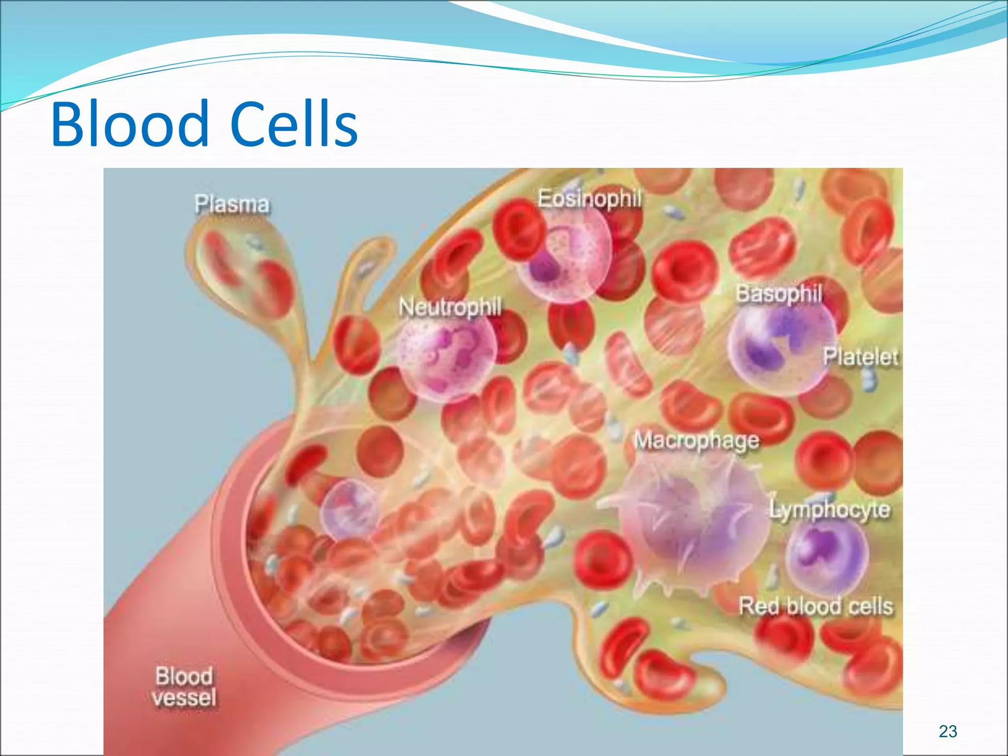 1._Overview_of_the_Immune_System.ppt