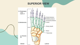 1. Anatomy for Orthopedic shoes. pptx | PPTX