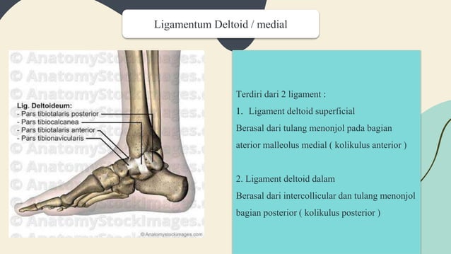 1. Anatomy for Orthopedic shoes. pptx | PPT