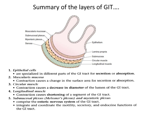 1. Overview of The Digestive system by D Siwale.pptx