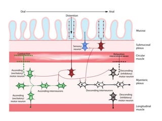 1. Overview of The Digestive system by D Siwale.pptx