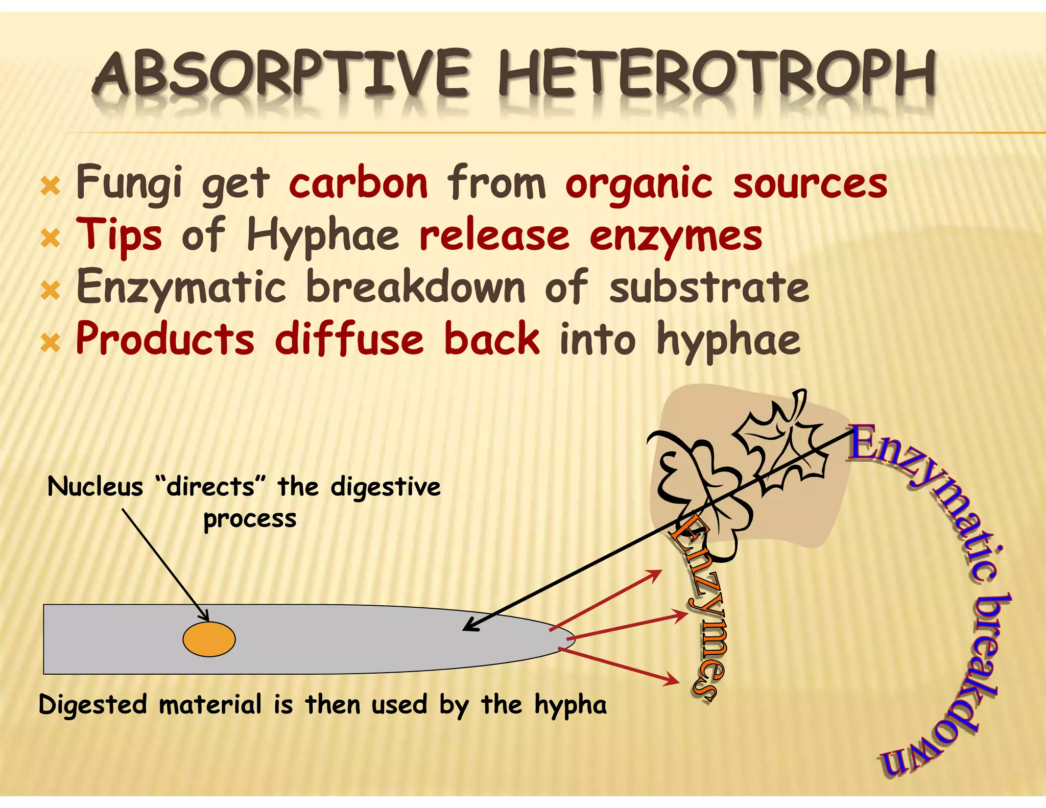 1. General Characters of Fungi.pdf | Gardening | Home & Garden