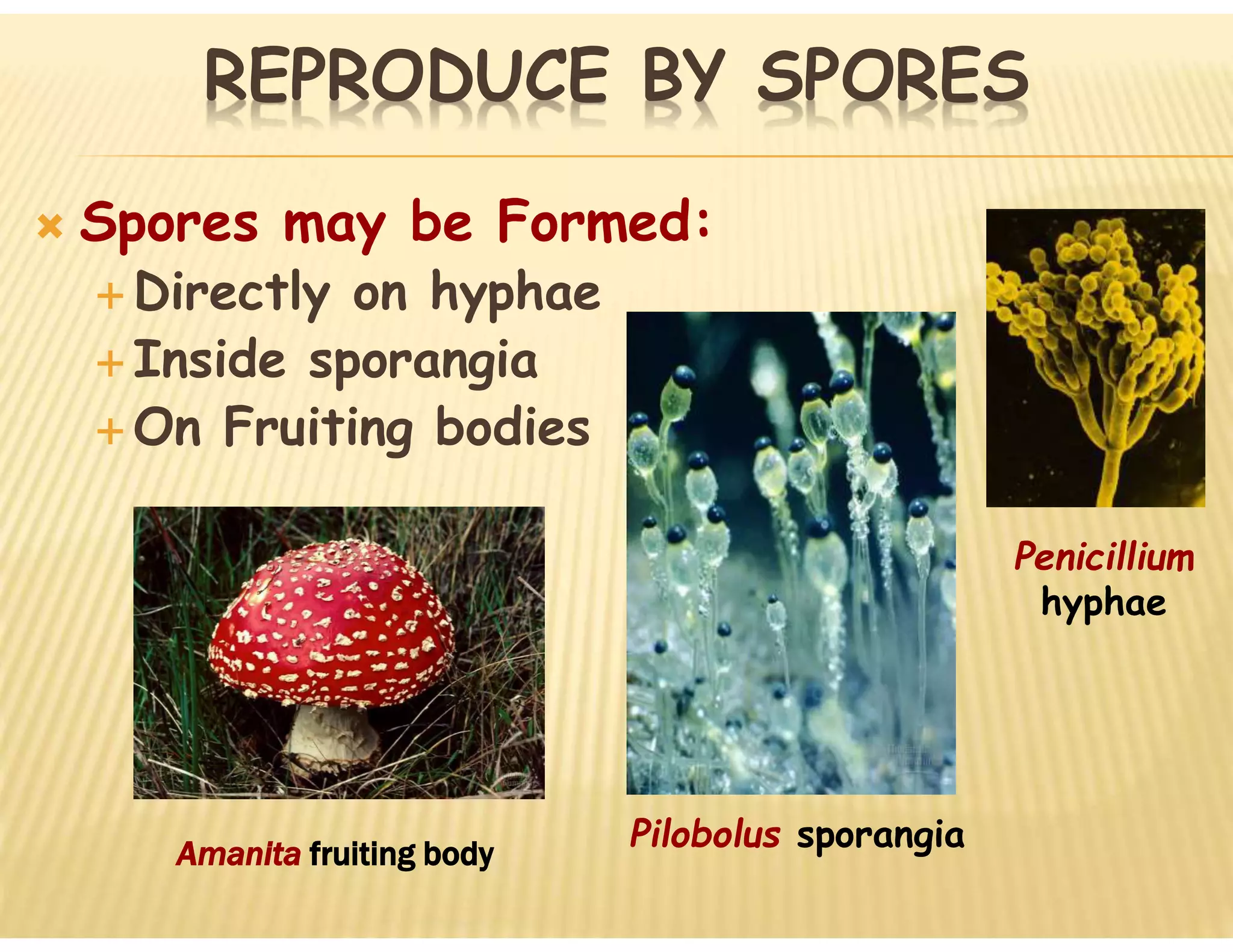 1. General Characters of Fungi.pdf | Gardening | Home & Garden