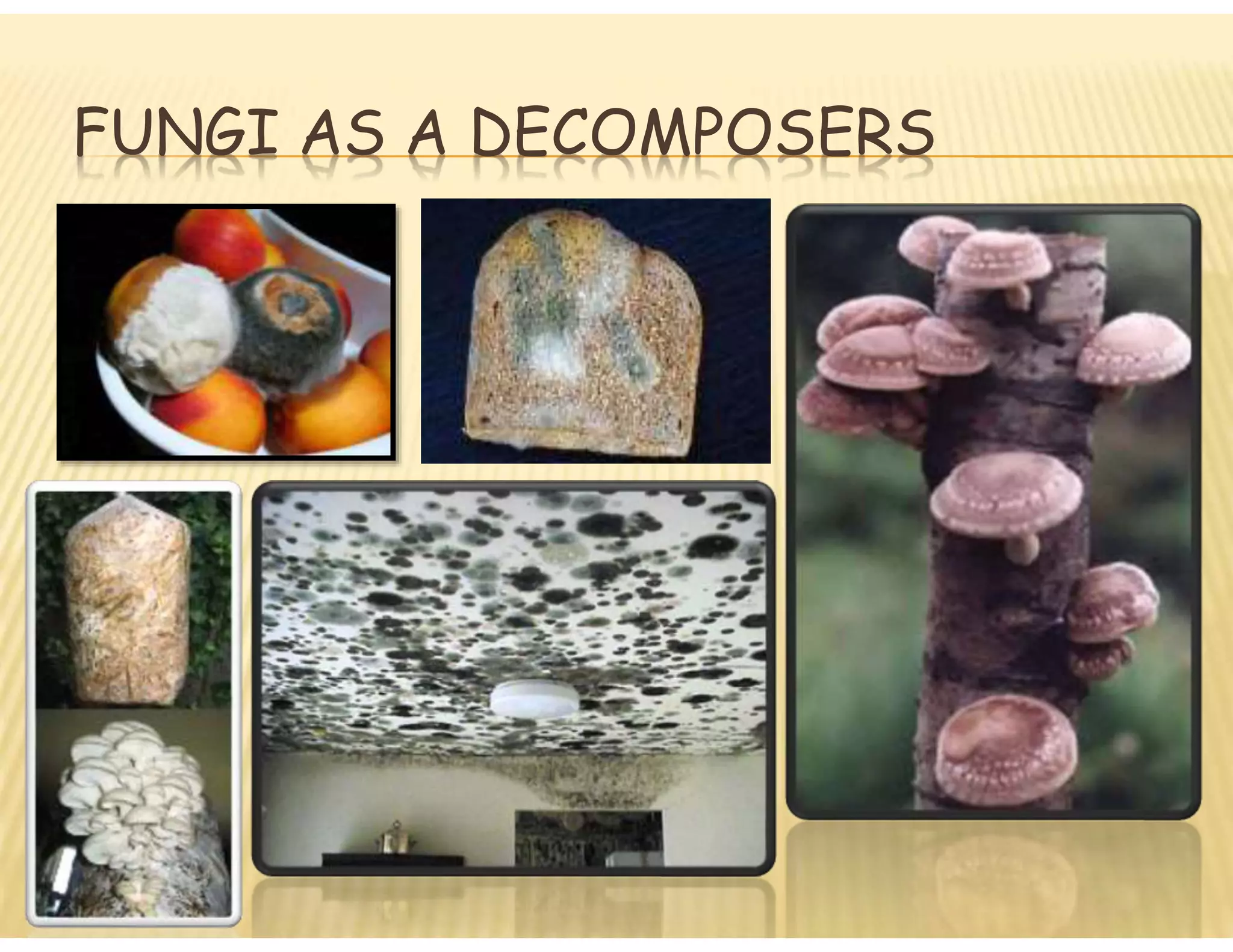 1. General Characters of Fungi.pdf | Gardening | Home & Garden