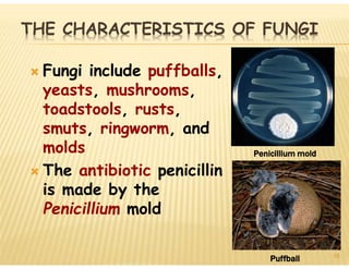 1. General Characters of Fungi.pdf