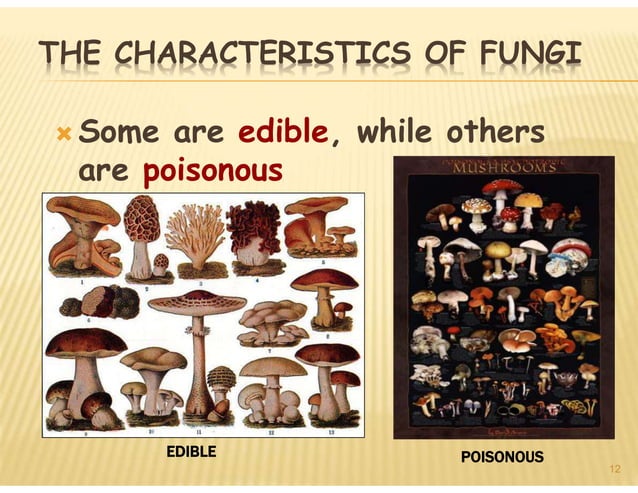 1. General Characters of Fungi.pdf