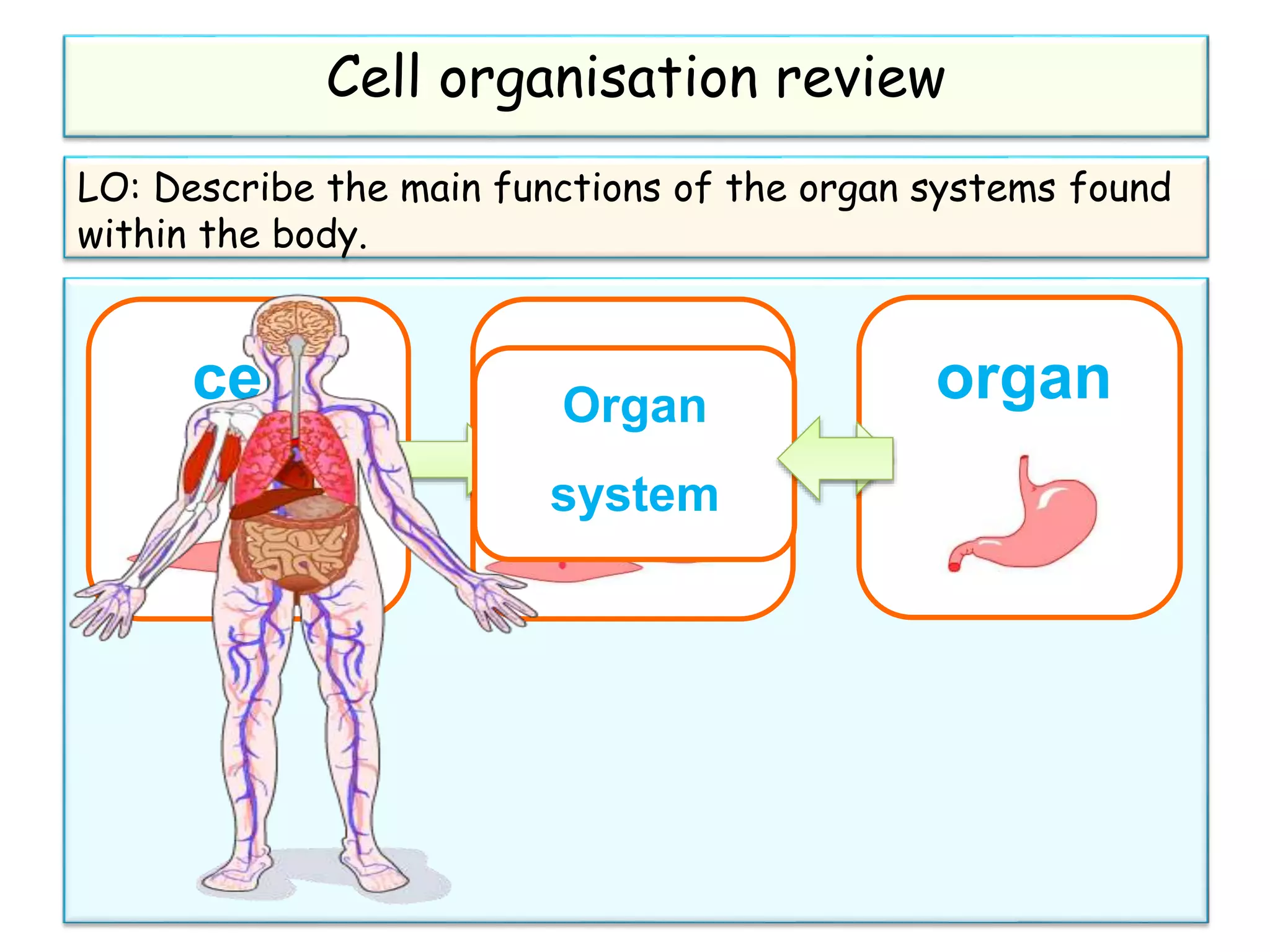Ppt Cells Tissues Organs And Systems Powerpoint Tissue Engineering