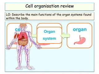 1.7b-Organ-systems-PP.ppt