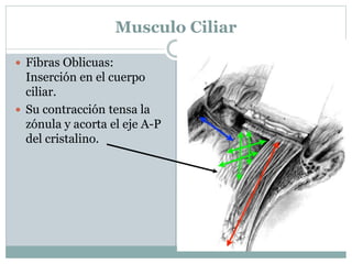 1. ANATOMIA DE LA CAMARA ANTERIOR, ANGULO Y (1).pptx