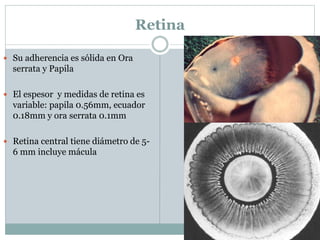 1. ANATOMIA DE LA CAMARA ANTERIOR, ANGULO Y (1).pptx