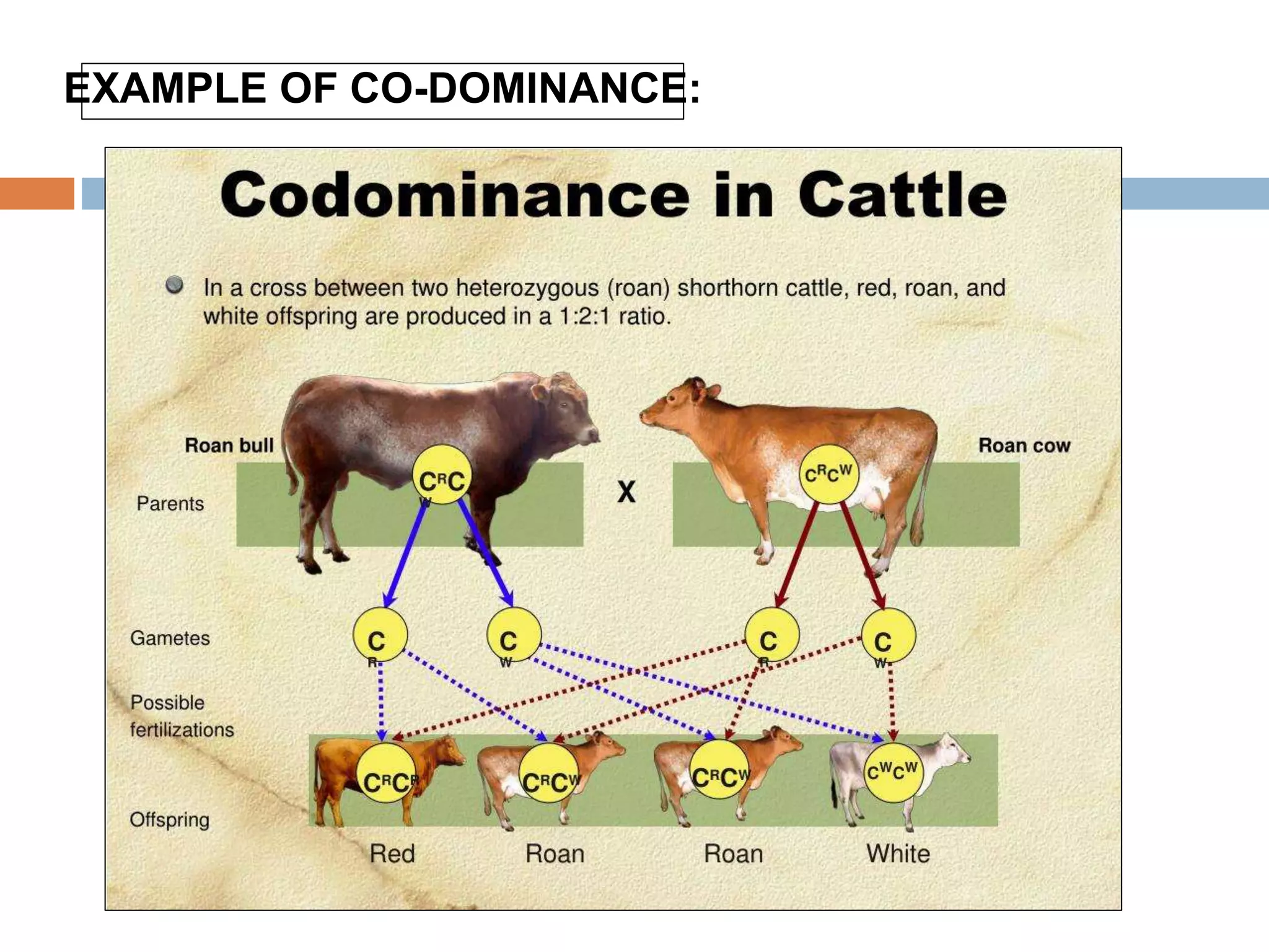 INCOMPLETE AND CO-DOMINANCE.pptx