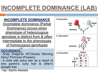INCOMPLETE AND CO-DOMINANCE.pptx
