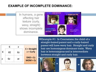 Codominance In Human Hair