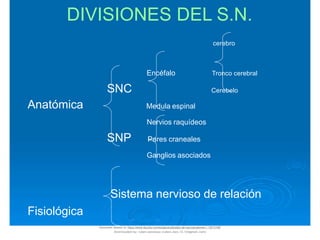 1.GENERALIDADES DEL SISTEMA NERVIOSO 2.pptx