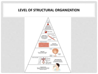 1. Introduction to human body.pptx