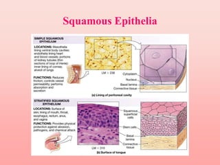 1.EpithelialTissueWEB.ppt