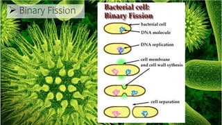 1.-KINGDOM-ARCHAEBACTERIA-EUBACTERIA (1).pptx